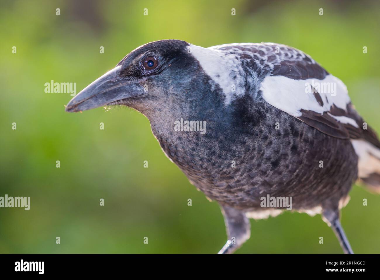 The Australian magpie (Gymnorhina tibicen) is a black and white ...