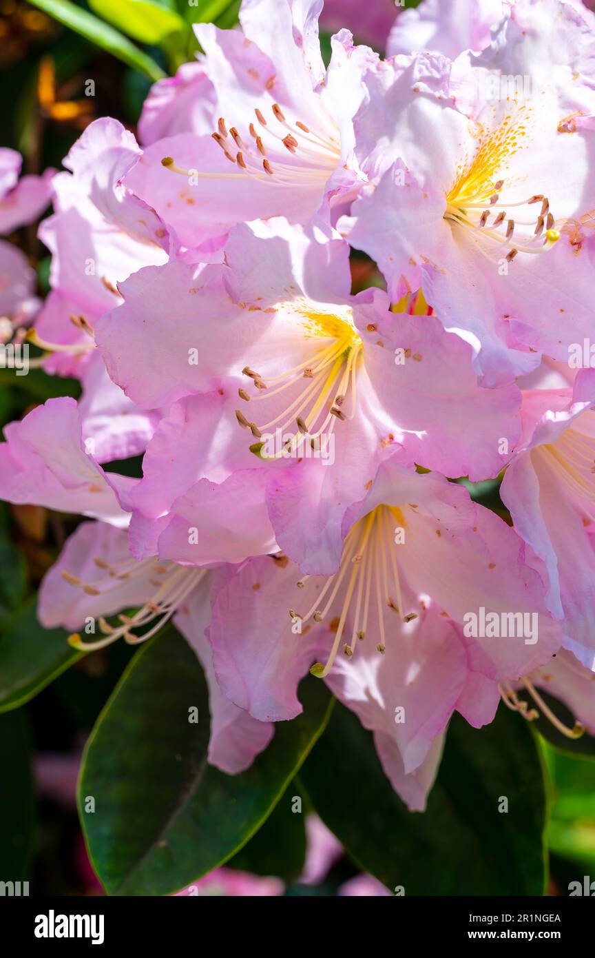 Beautiful pink spring flower hi-res stock photography and images - Alamy