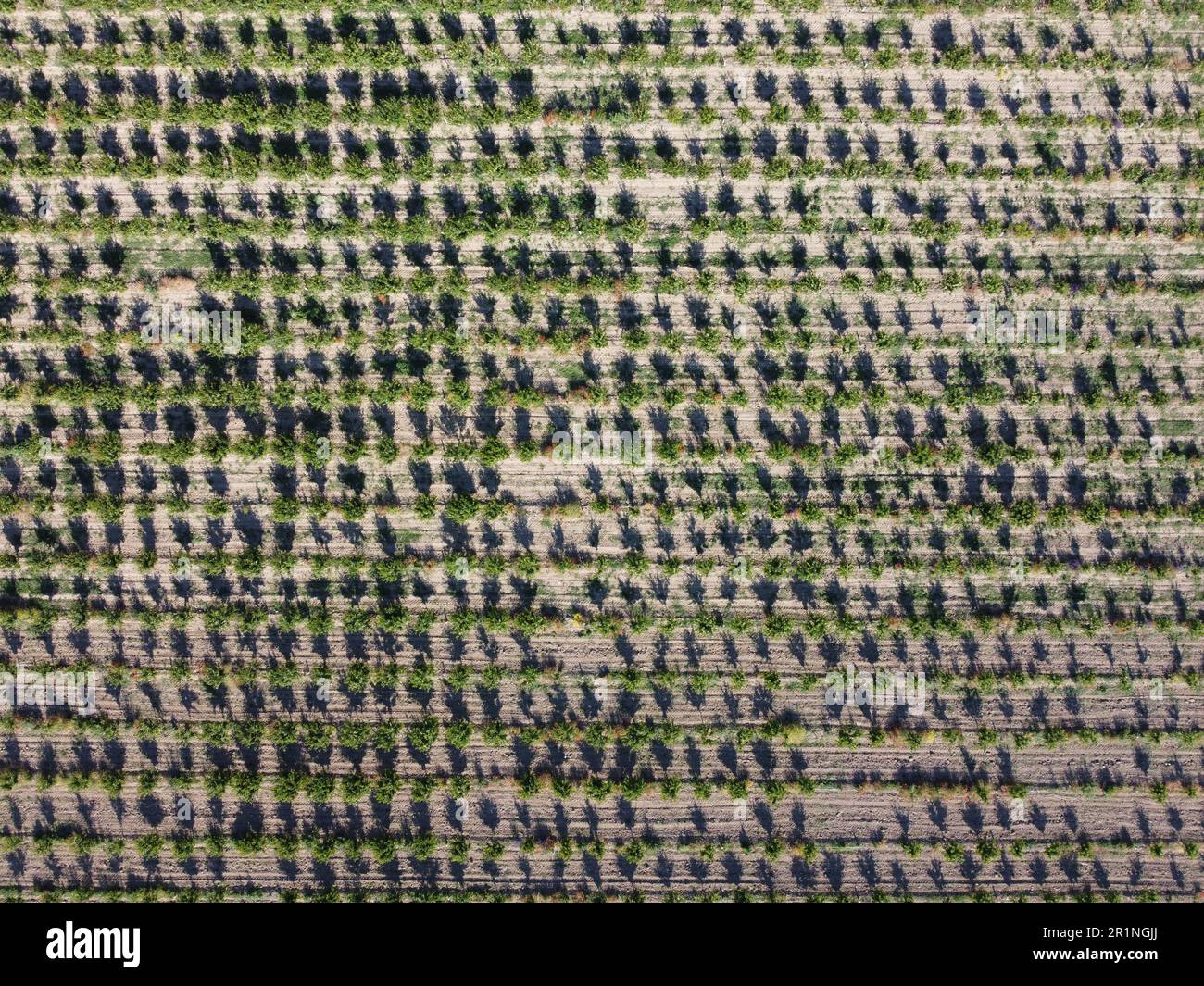 Aerial view apple plantation cultivation hi-res stock photography and ...