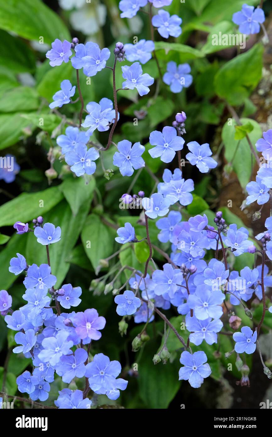 Creeping navelwort, also known as blue eyed Mary, in flower Stock Photo ...
