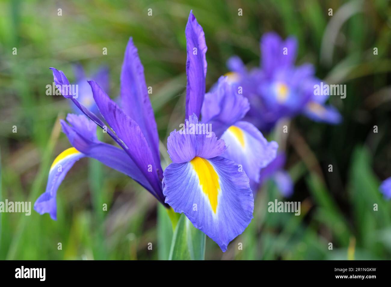 Blue dutch iris in flower Stock Photo - Alamy