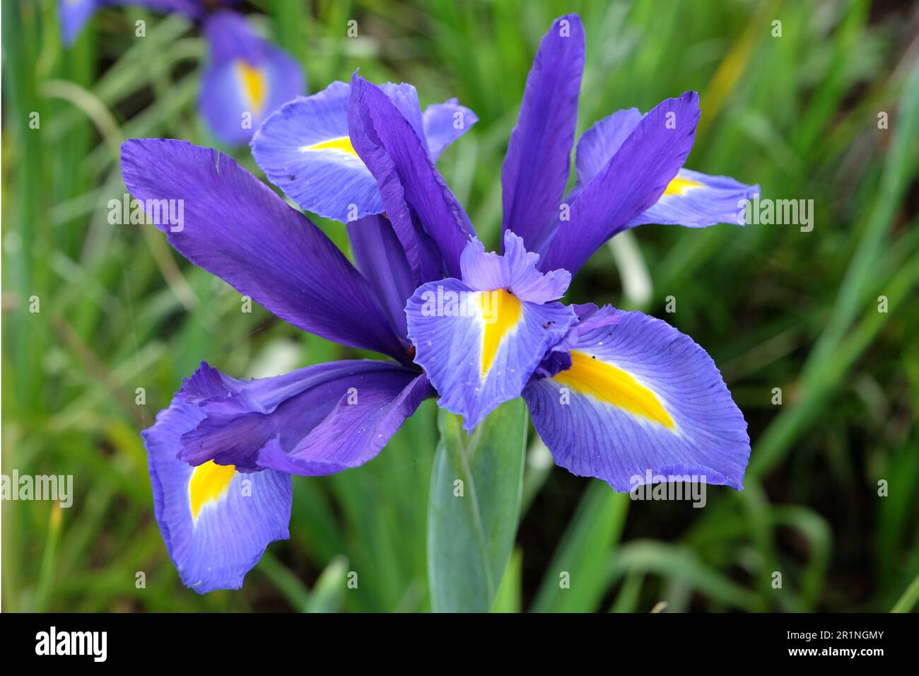 Blue dutch iris in flower Stock Photo - Alamy