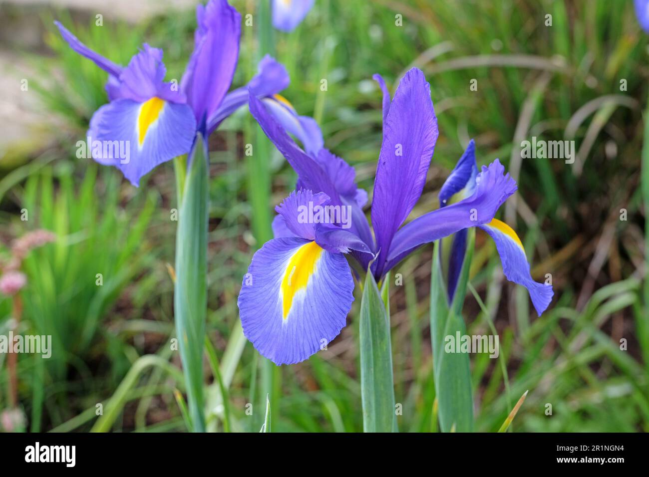 Blue dutch iris in flower Stock Photo - Alamy