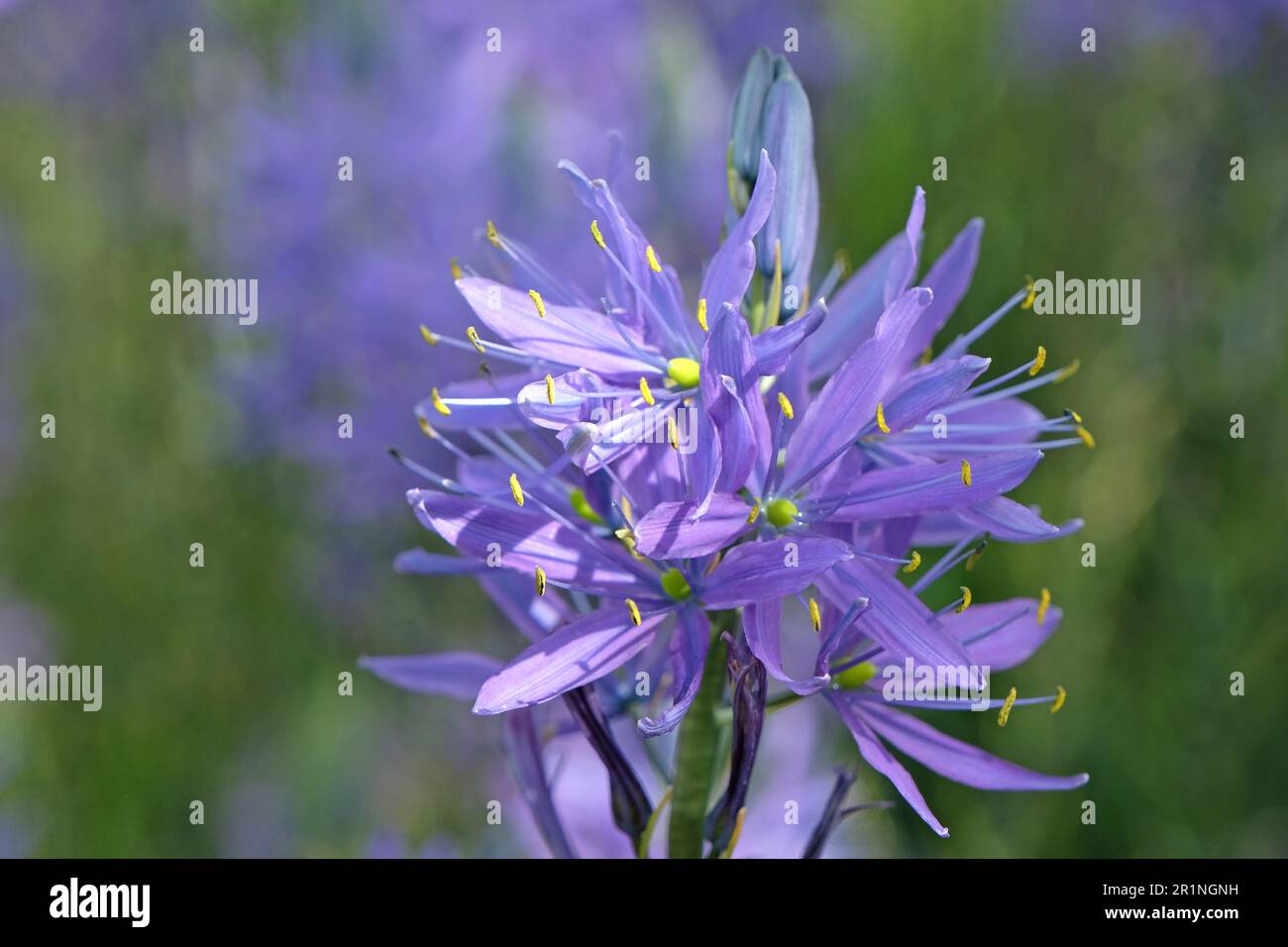 Blue Camassia flower spikes in bloom Stock Photo - Alamy