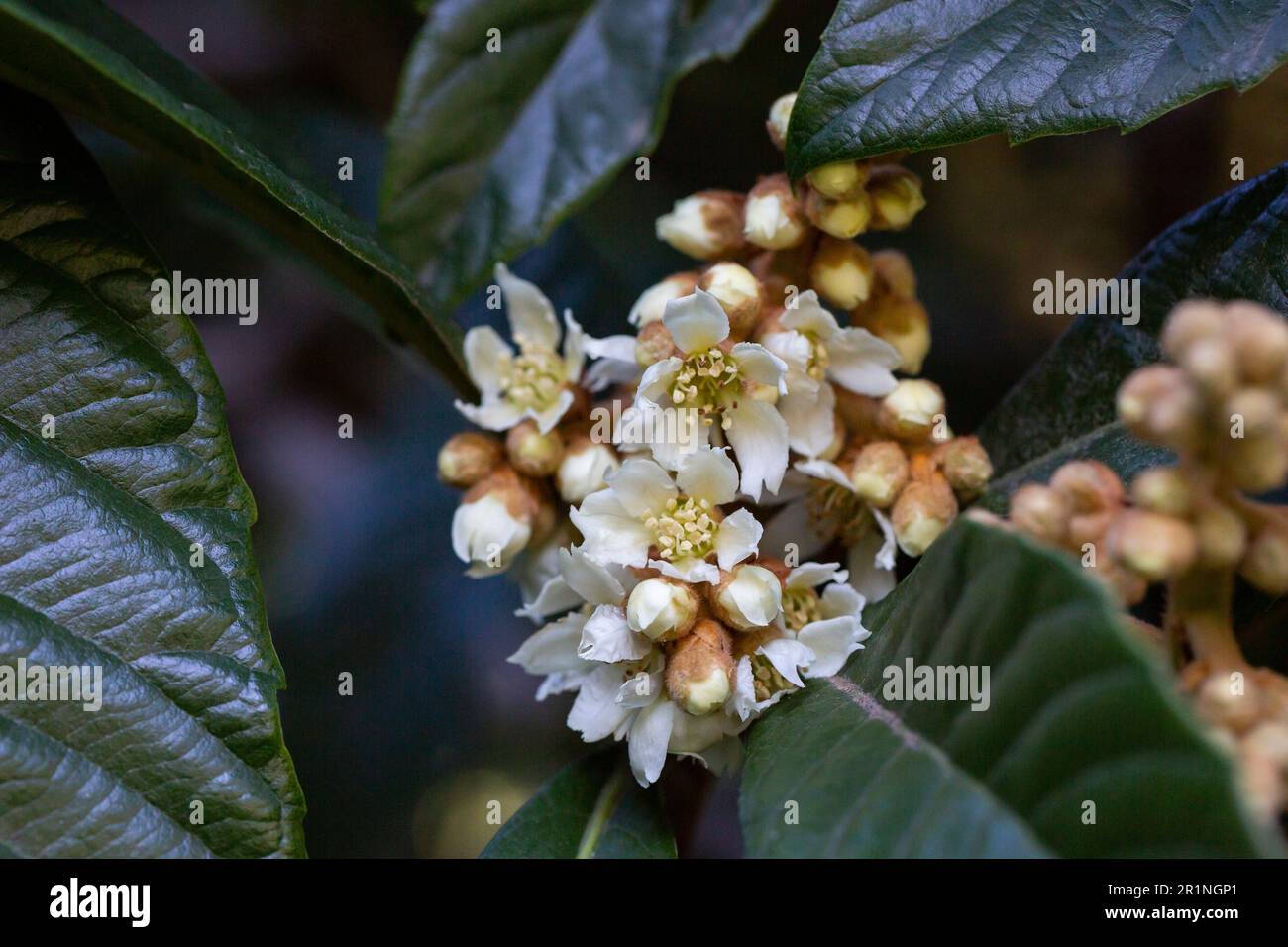 Eriobotrya japonica garden hi-res stock photography and images - Alamy
