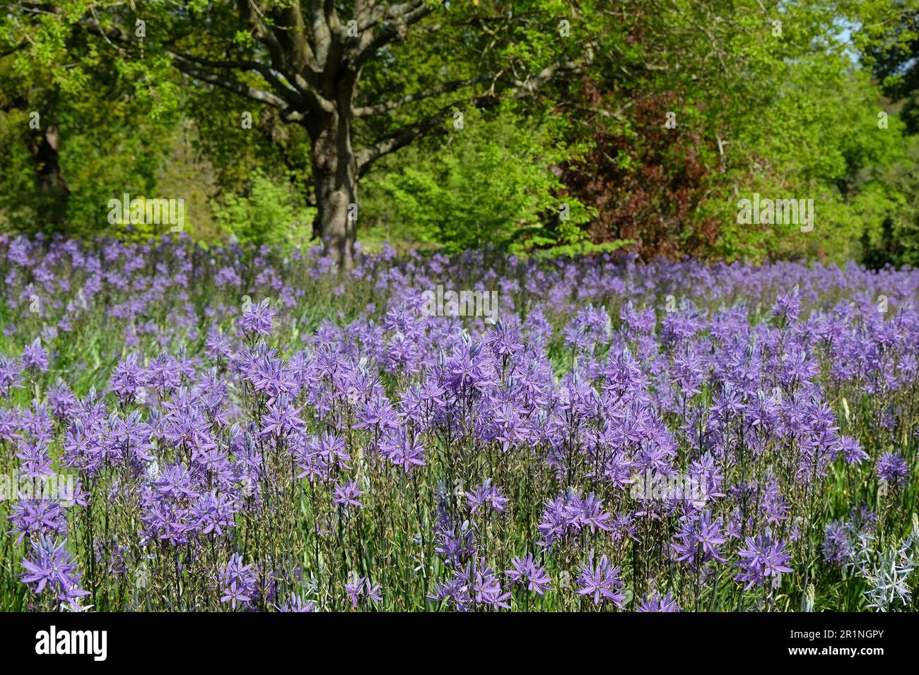 Blue Camassia flower spikes in bloom Stock Photo - Alamy