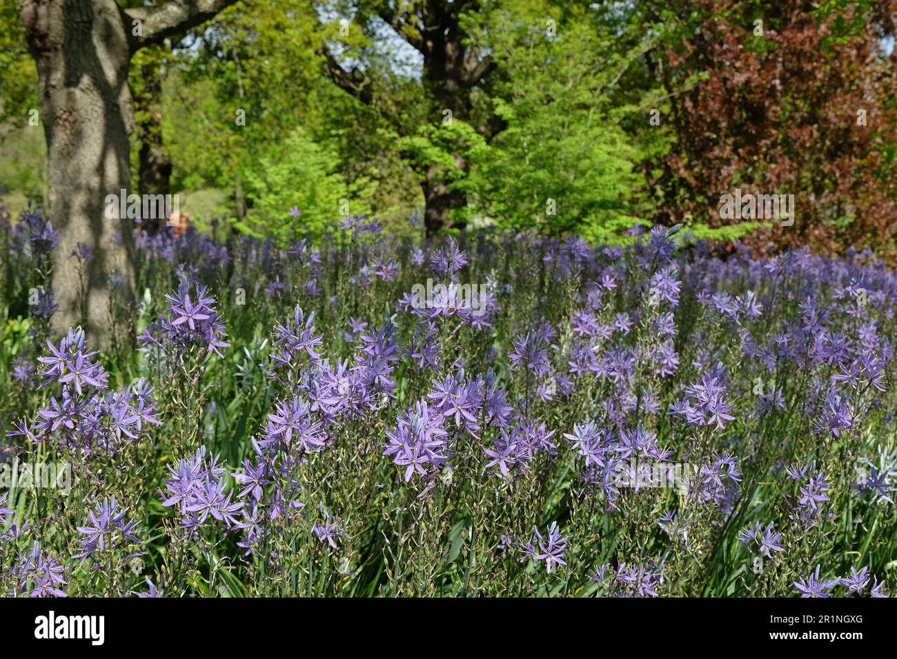 Blue Camassia flower spikes in bloom Stock Photo - Alamy