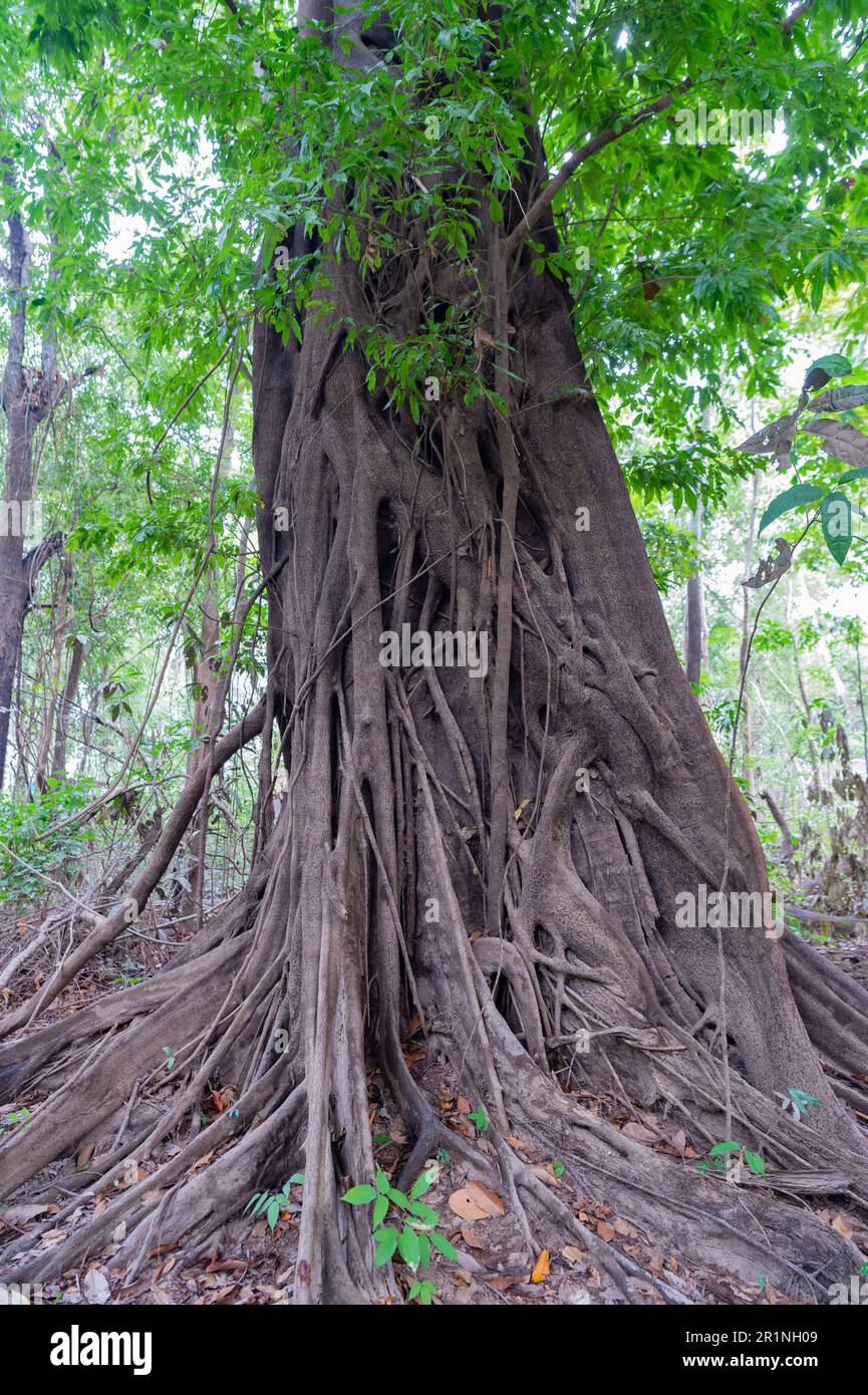 twisted tree. one twisted tree. twisted tree in forest. twisted tree ...