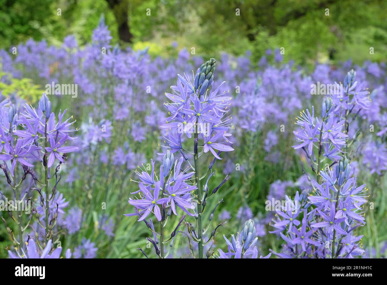 Camash flowers hi-res stock photography and images - Alamy