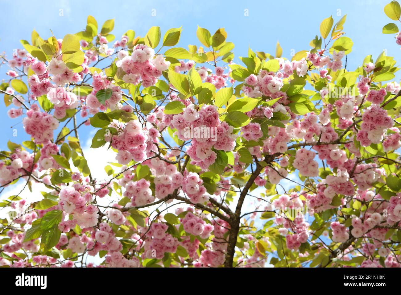 Prunus serrulata cherry blossom 'Fugenzo' in flower Stock Photo - Alamy