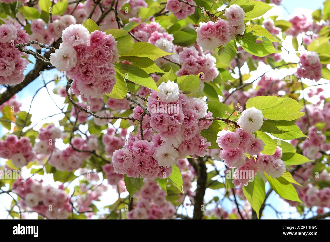 Prunus fugenzo hi-res stock photography and images - Alamy