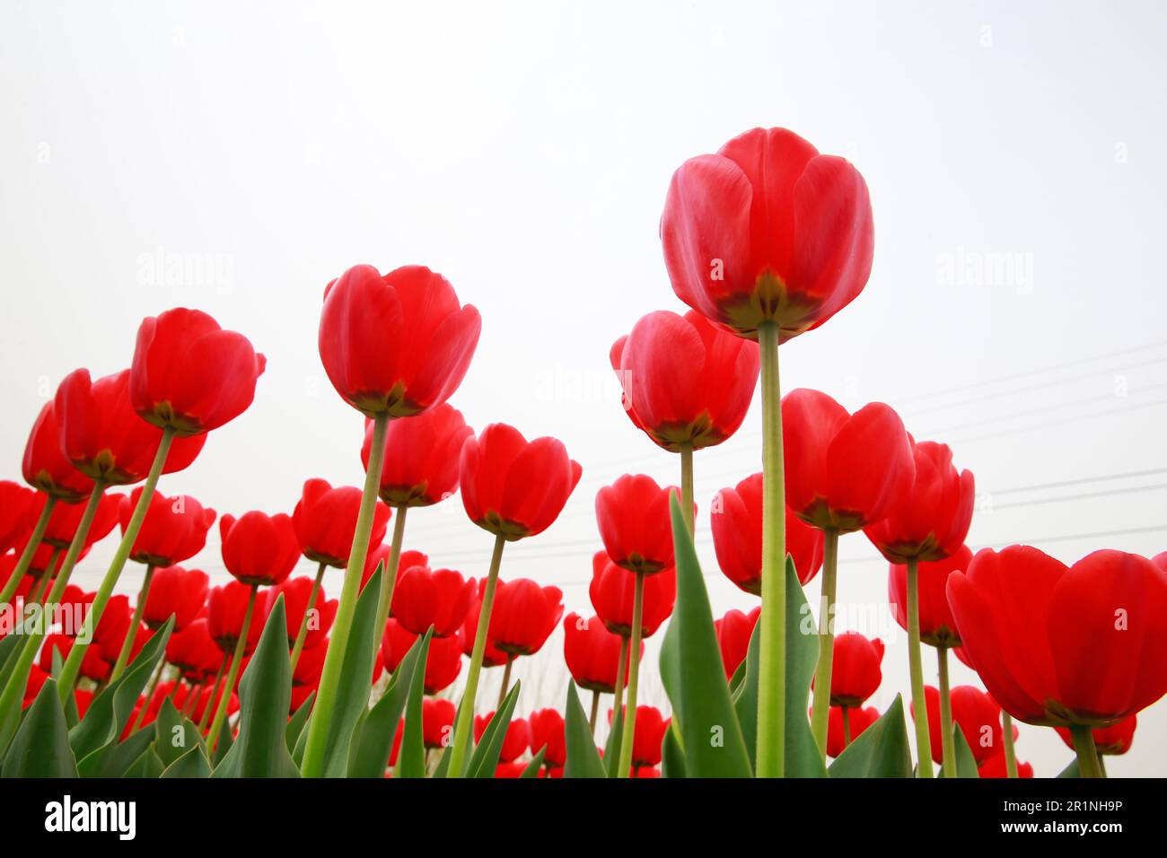 Spring blooming tulip field.Tulips are colorful flowers open，Spring ...