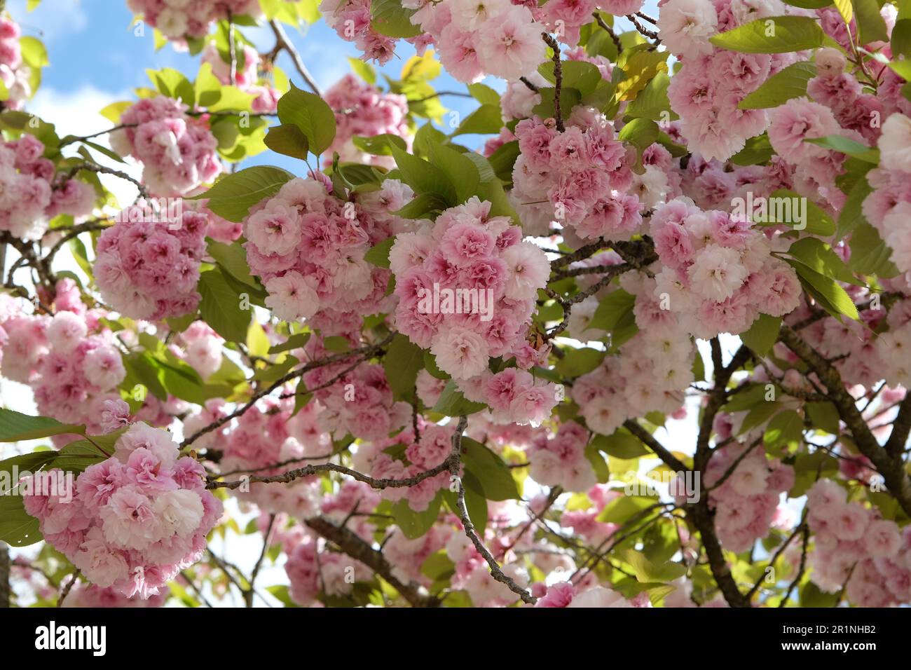 Prunus serrulata cherry blossom 'Fugenzo' in flower Stock Photo - Alamy
