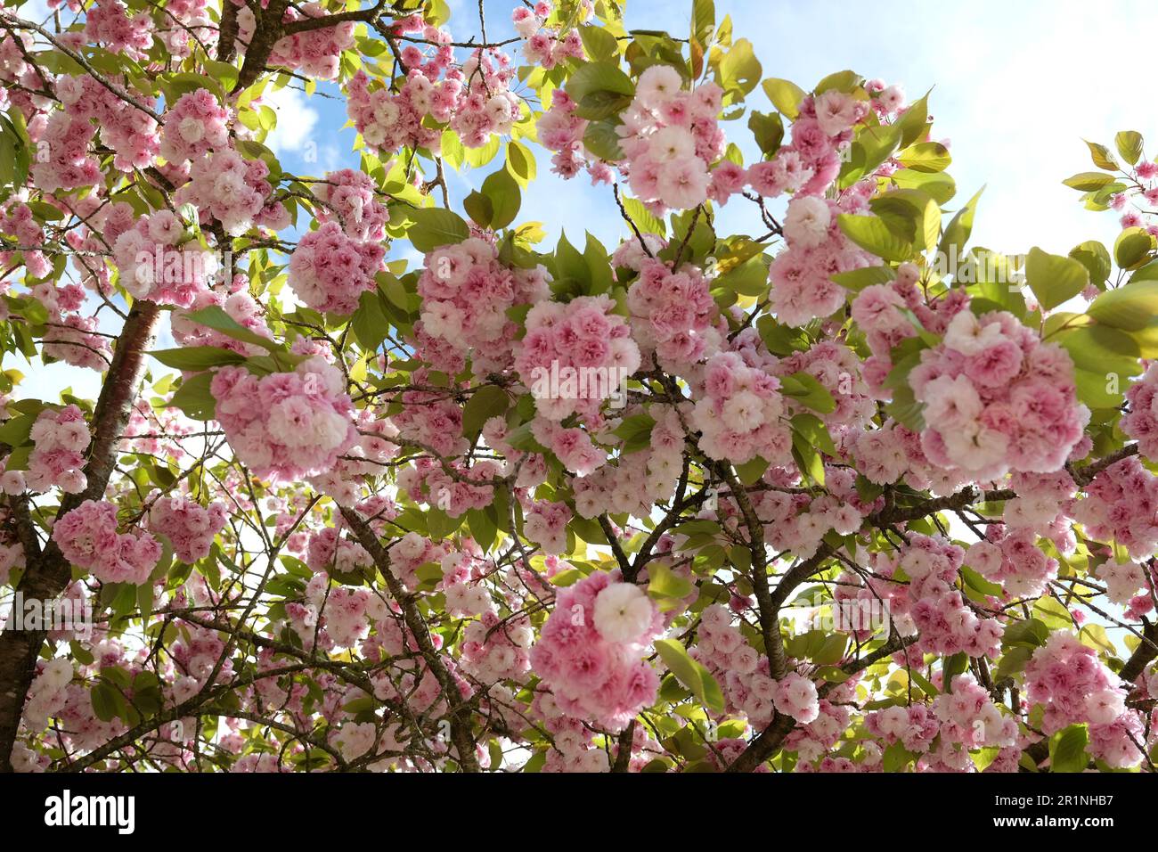Prunus serrulata cherry blossom 'Fugenzo' in flower Stock Photo - Alamy