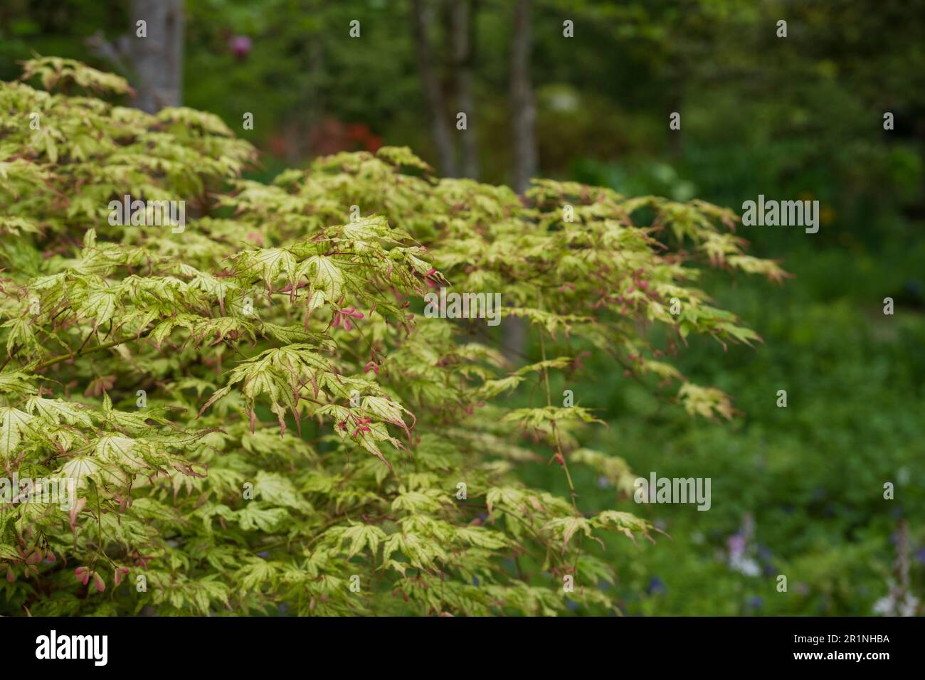 Beautiful, delicate leaves of the Acer Palmatum 'Peaches and Cream ...
