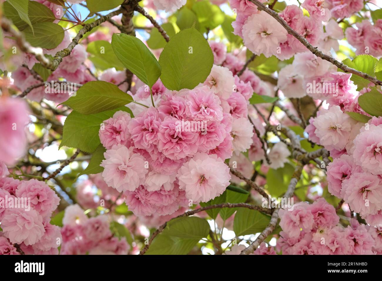 Prunus serrulata cherry blossom 'Fugenzo' in flower Stock Photo - Alamy