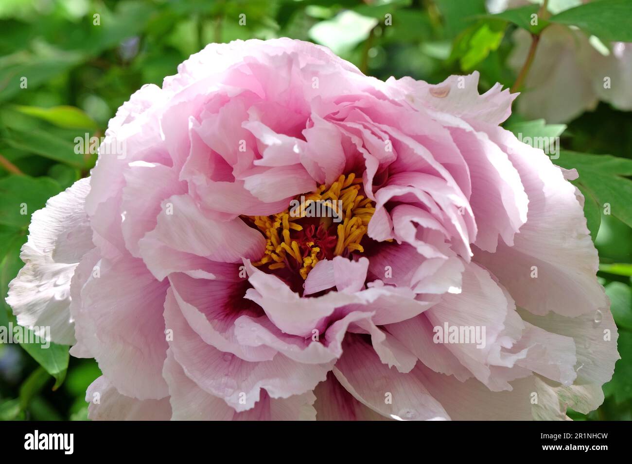 Paeonia suffruticosa flower in hi-res stock photography and images - Alamy