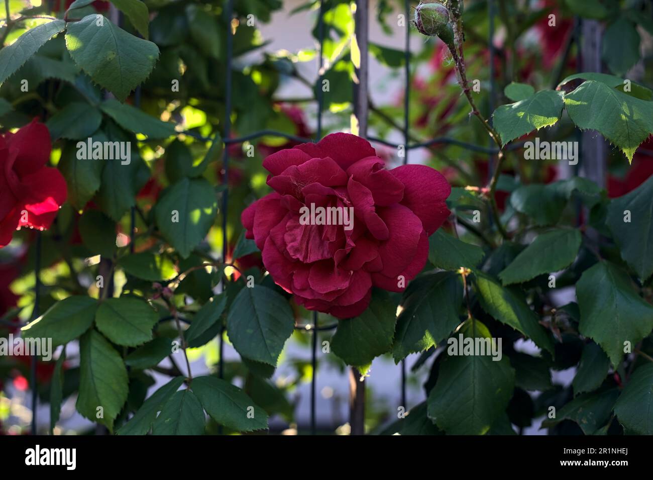 Red rose growing on a fence Stock Photo - Alamy