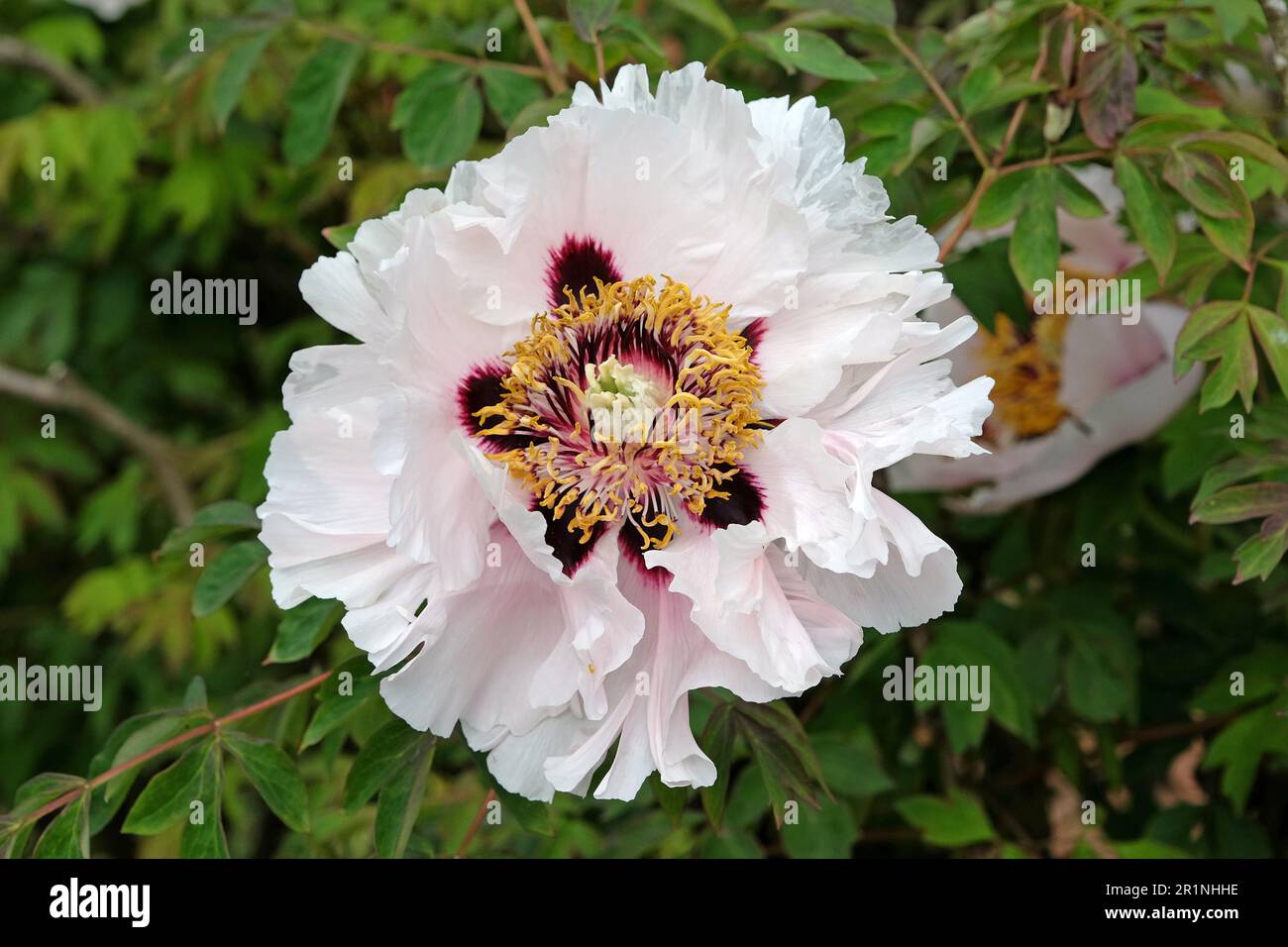 White peonies paeonia hi-res stock photography and images - Alamy