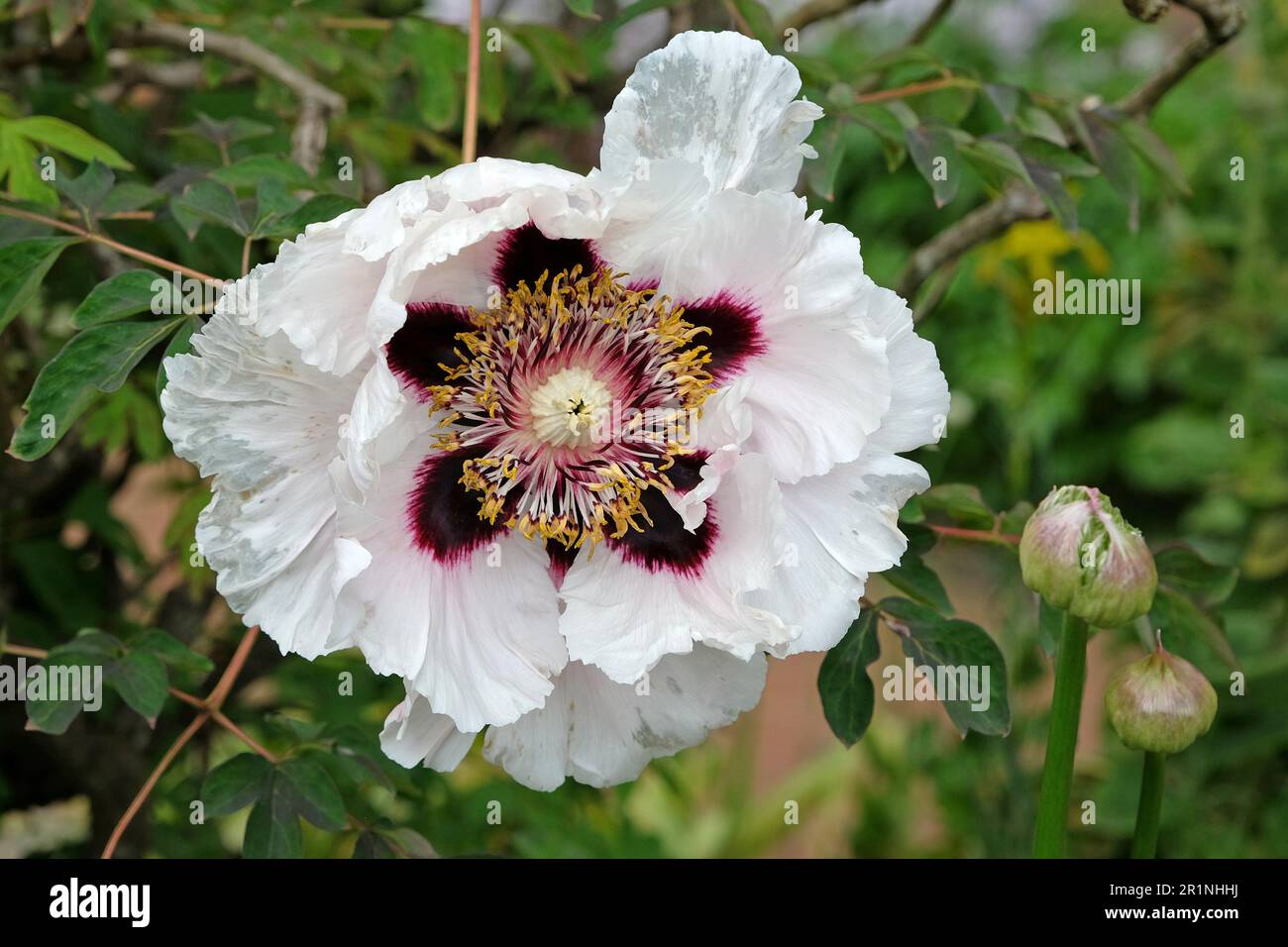 White peonies paeonia hi-res stock photography and images - Alamy