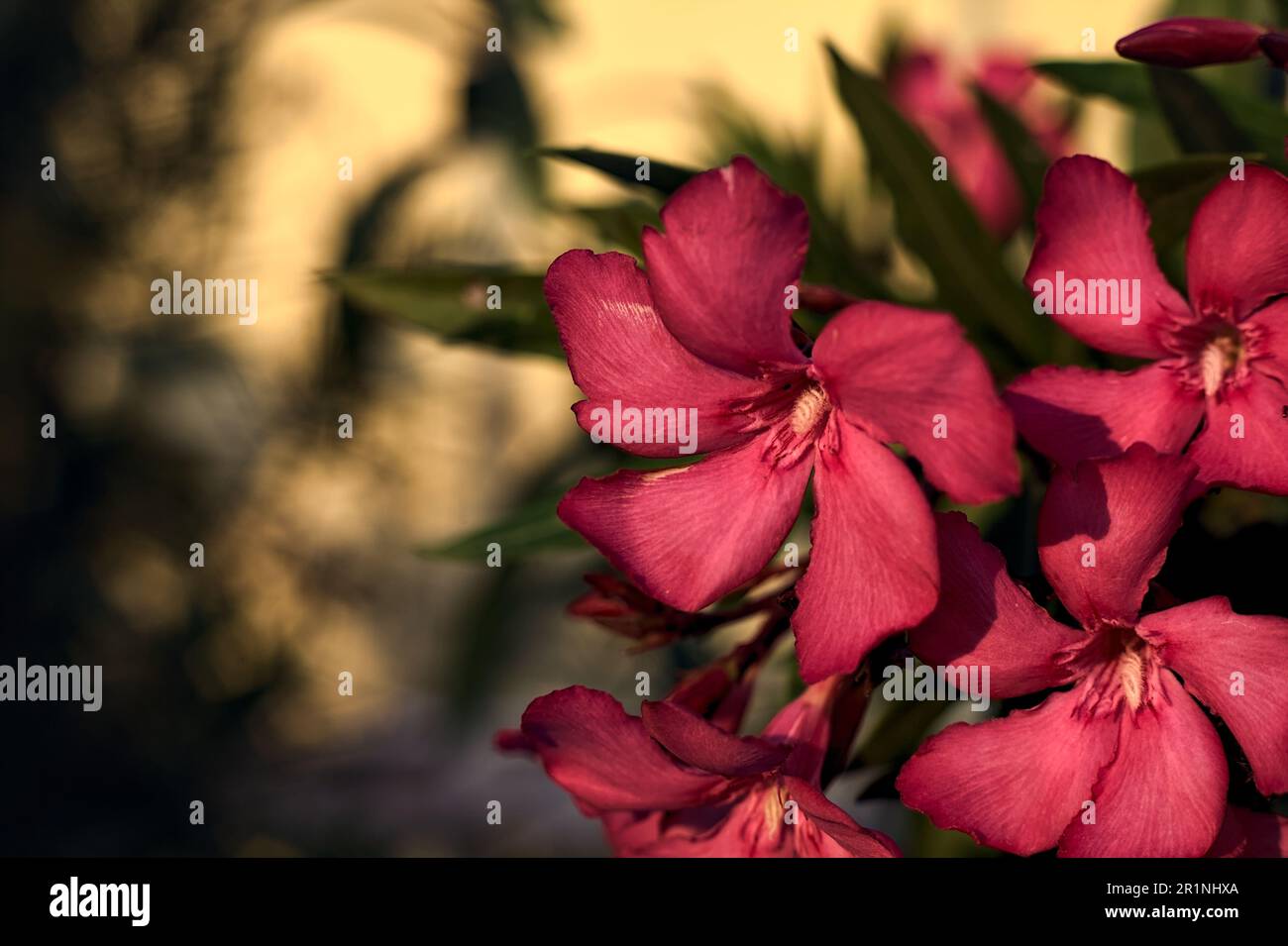 Purple oleander hi-res stock photography and images - Alamy