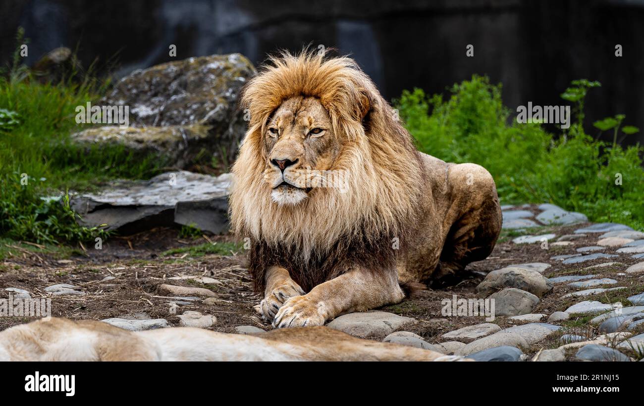 A majestic adult lion reclining on a rocky surface in an idyllic grassy ...