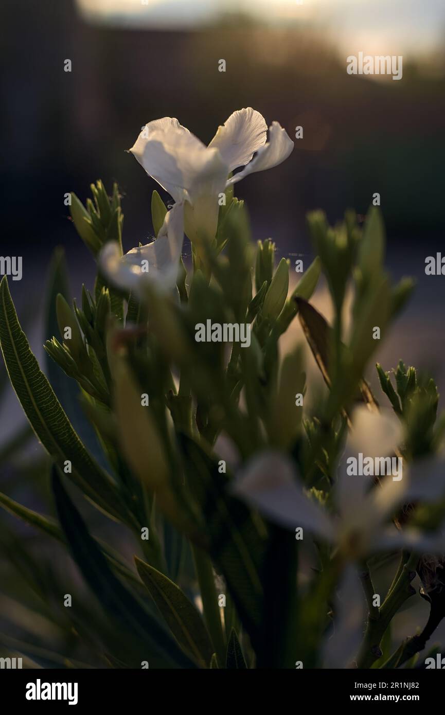 White oleander flower counterlit by the sun seen up close Stock Photo ...