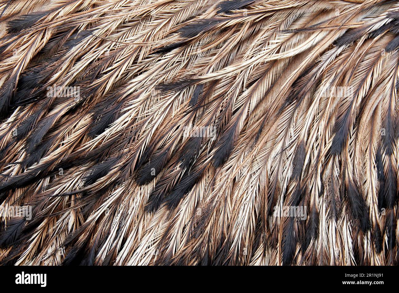 Texture with natural animal brown fur and feathers. Animals theme in ...