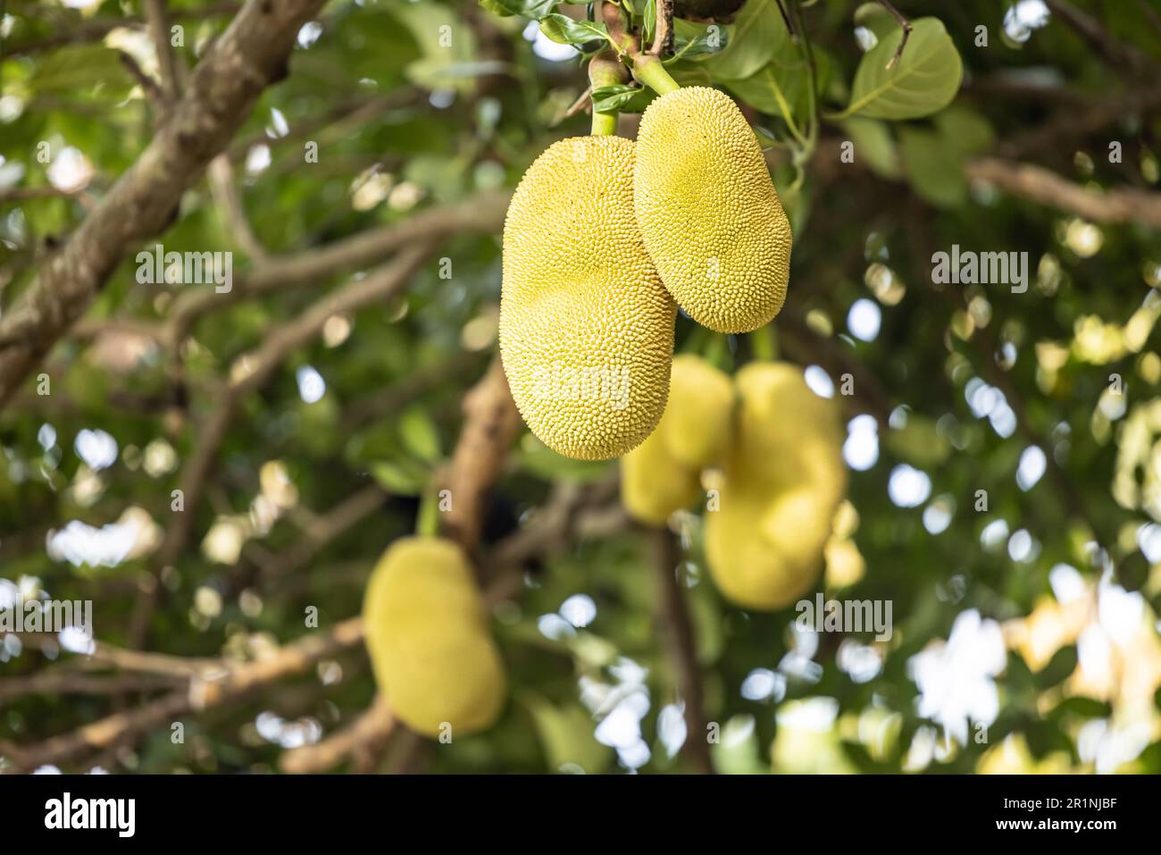 Asian summer fruits named Jackfruit scientific name Artocarpus ...