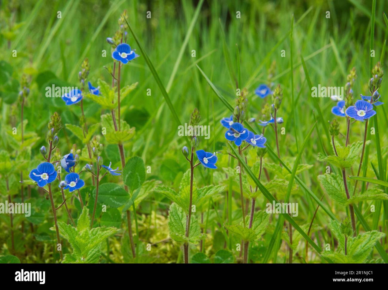 Veronica chamaedrys flowers green hi-res stock photography and images ...