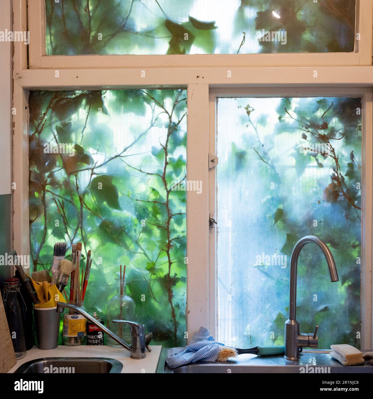 Undergrowth rubs against the window pane of the kitchen belonging to a ...