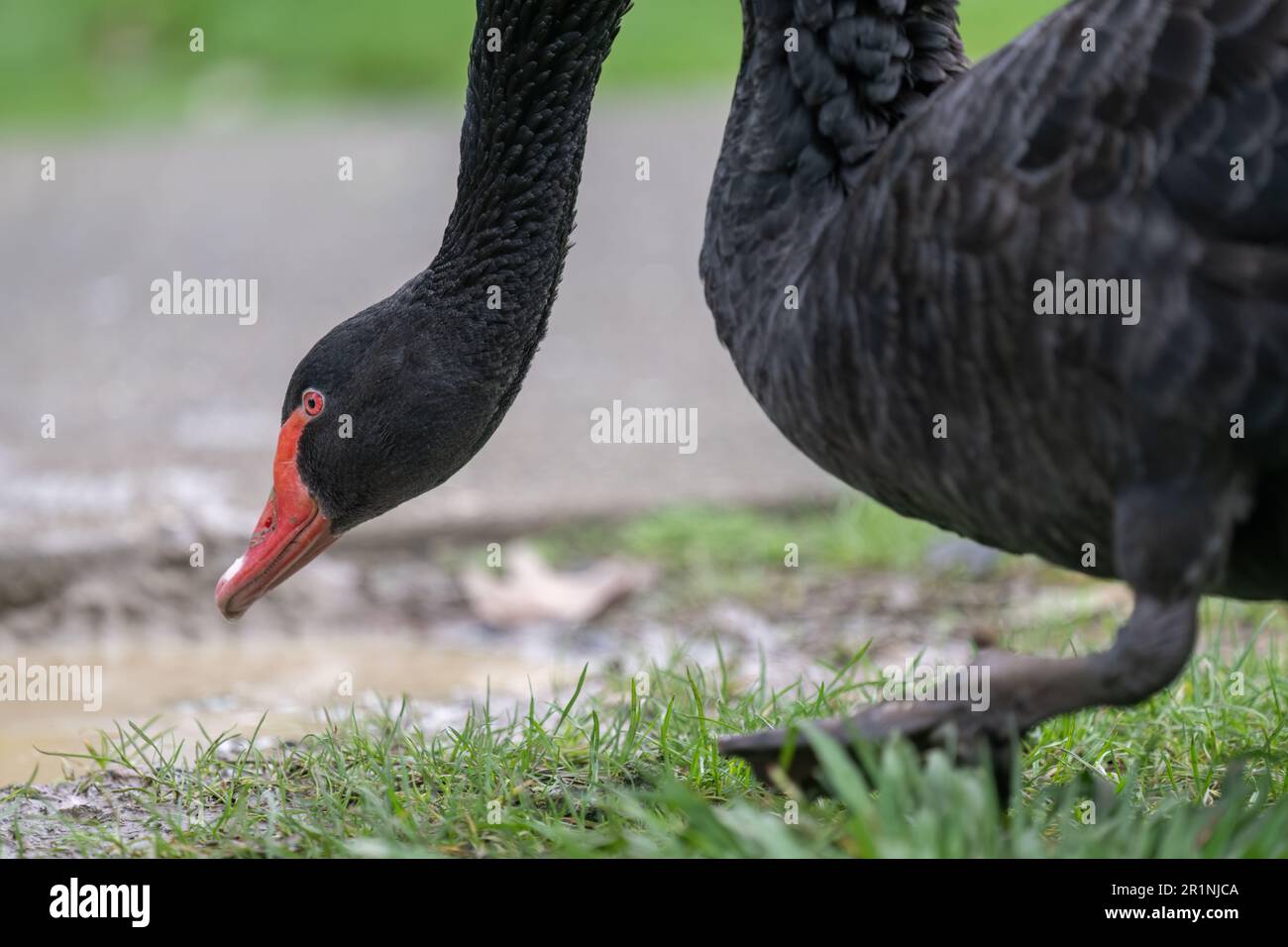Drinking auckland new zealand hi-res stock photography and images - Alamy