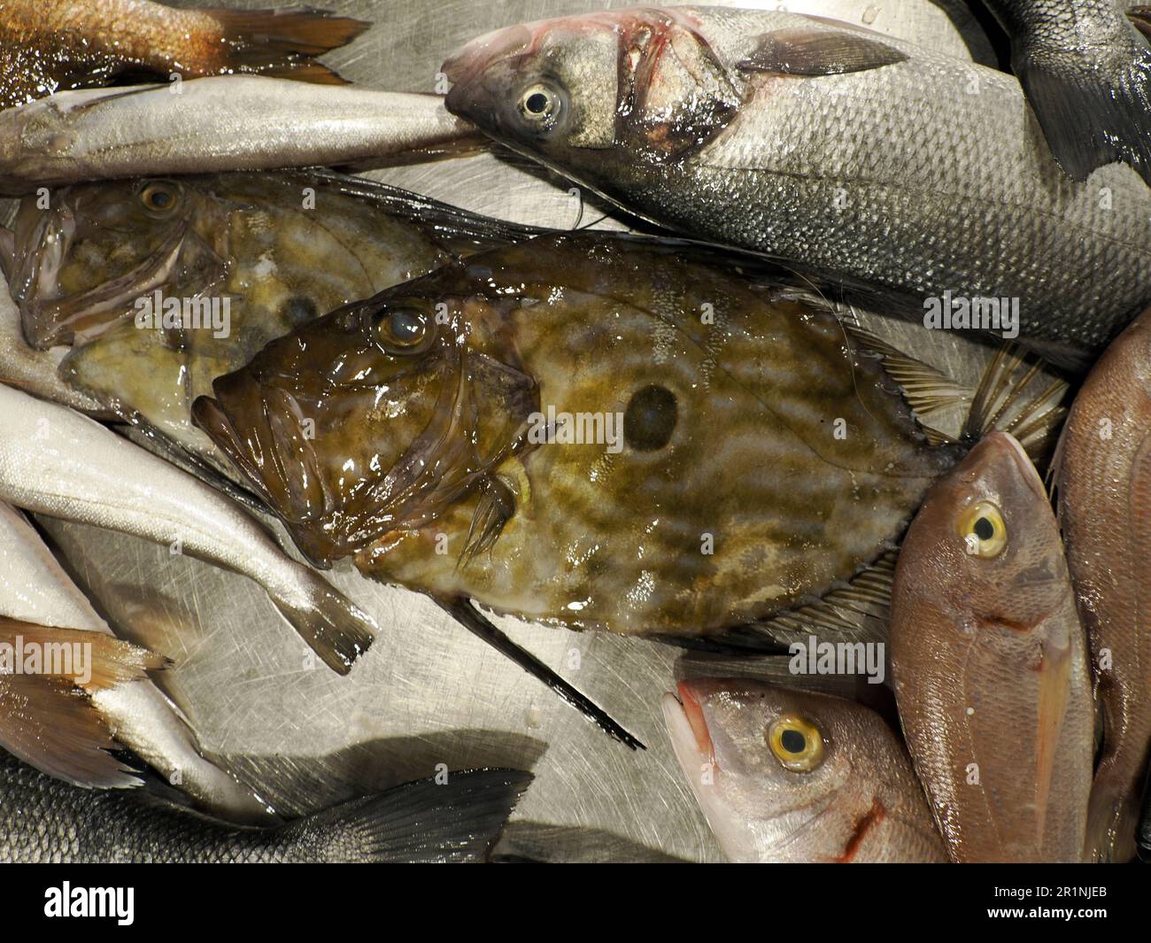 A John Dory Peter's Fish at market detail in Ortigia old wown siracuse ...