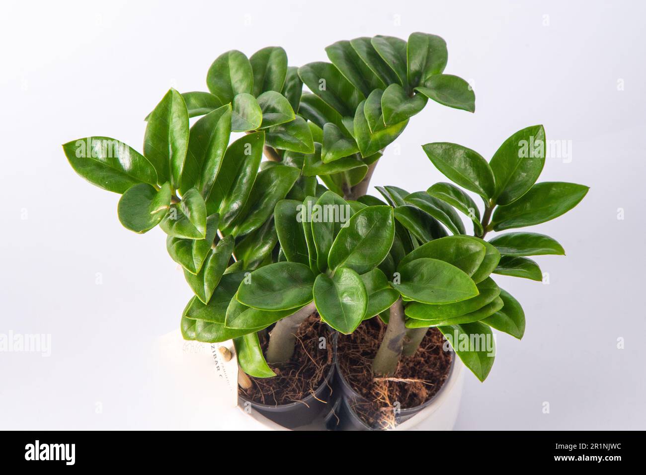 Zz plant in pot hi-res stock photography and images - Alamy
