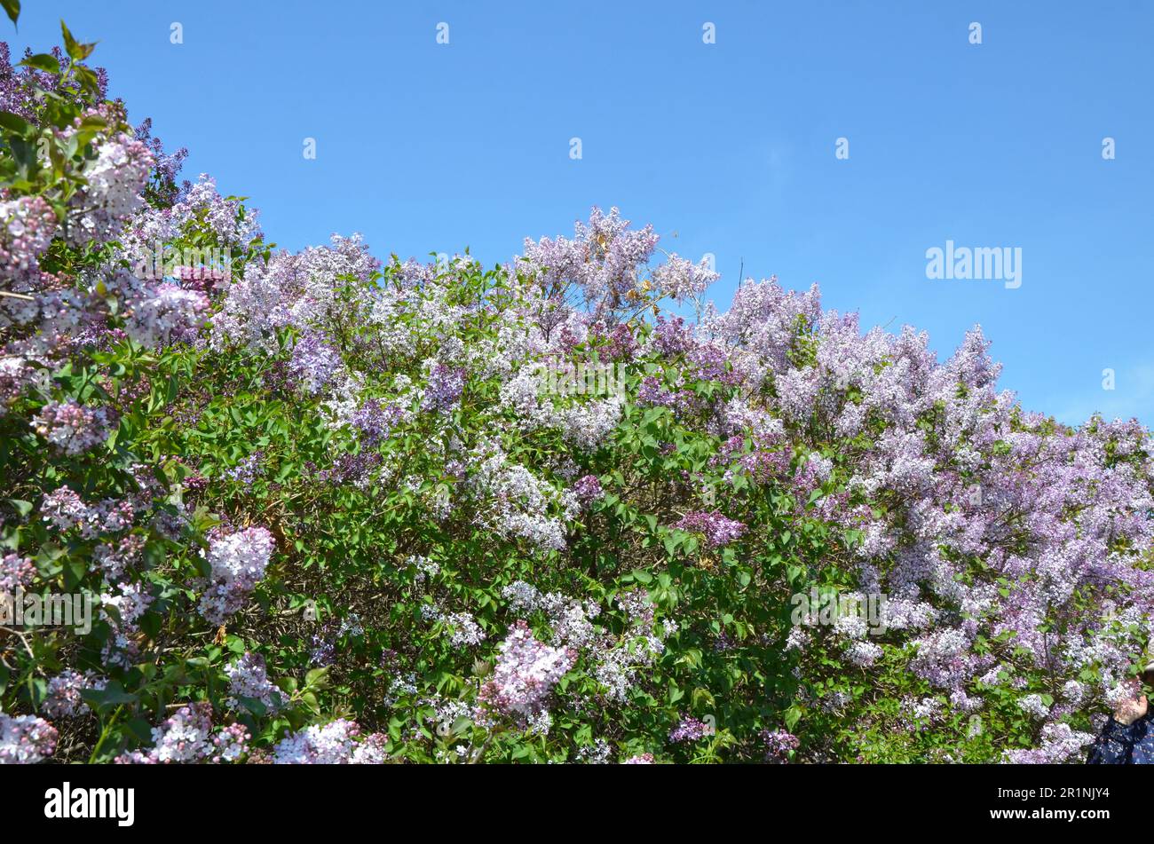 In May, you can see the beautiful scenery of Lilac Park Stock Photo - Alamy