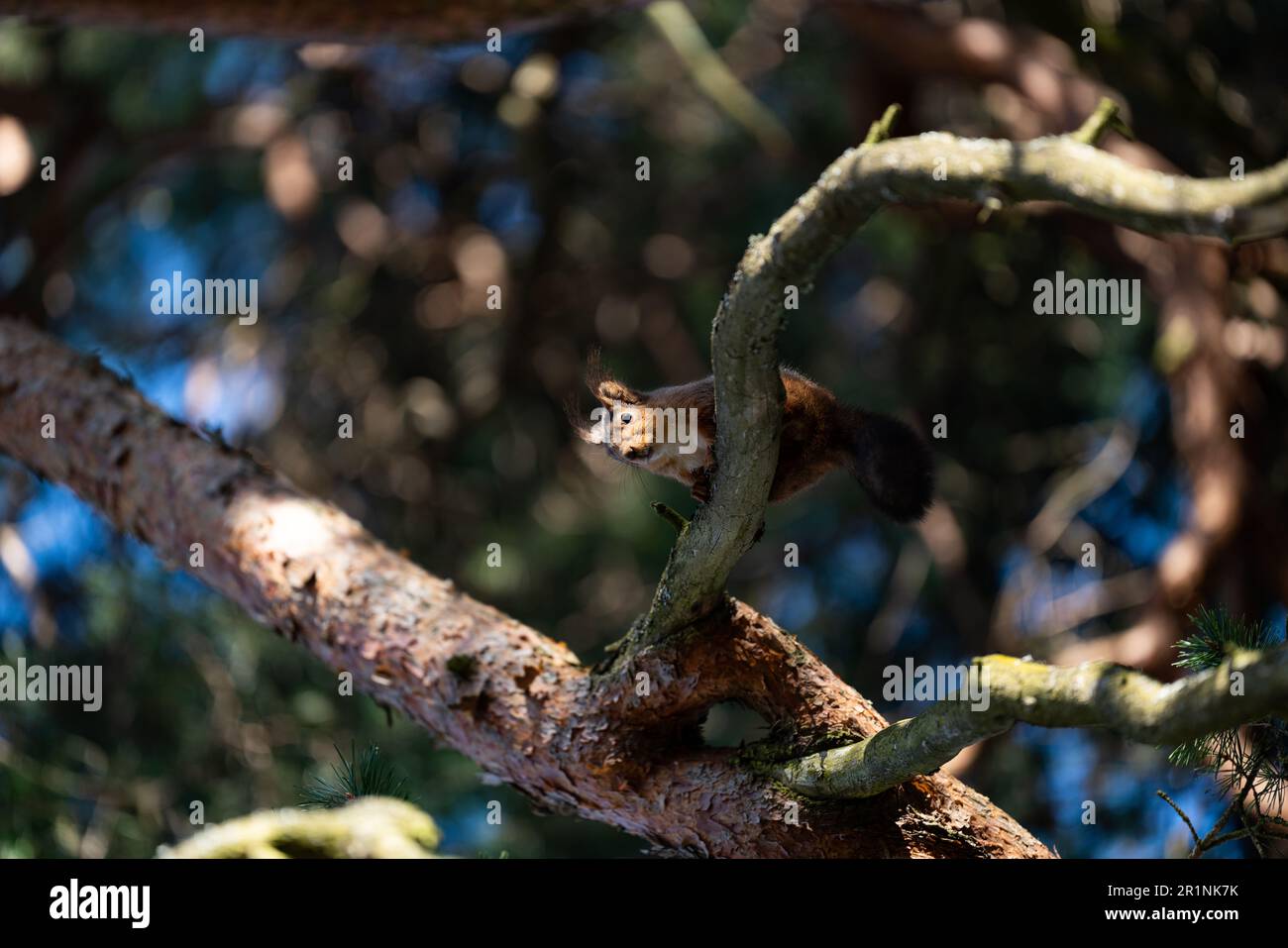 Common squirrel sciurus vulgaris hi-res stock photography and images ...