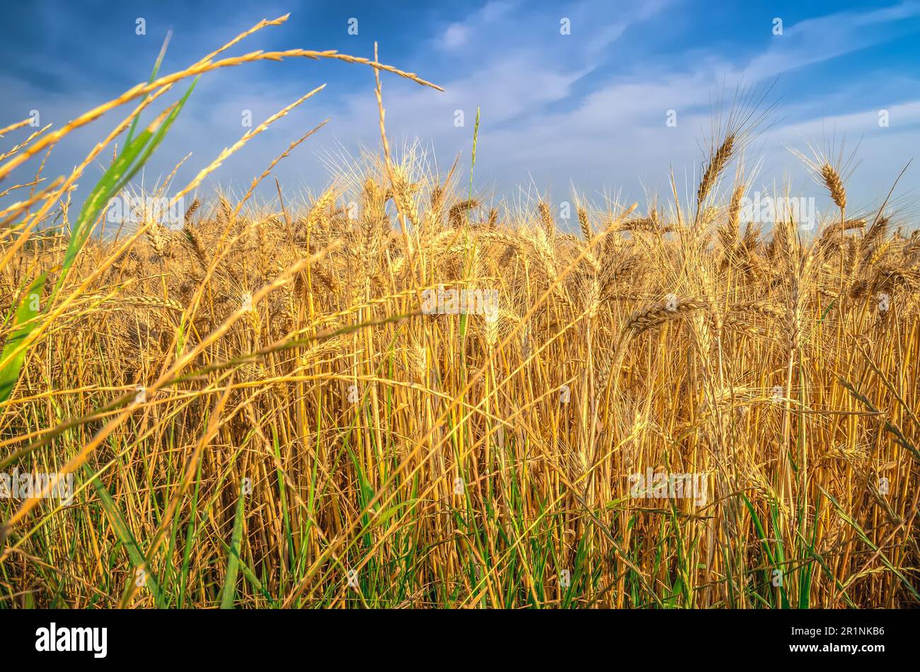 Grain field and summer blue sky. Golden field of wheat ready to be ...
