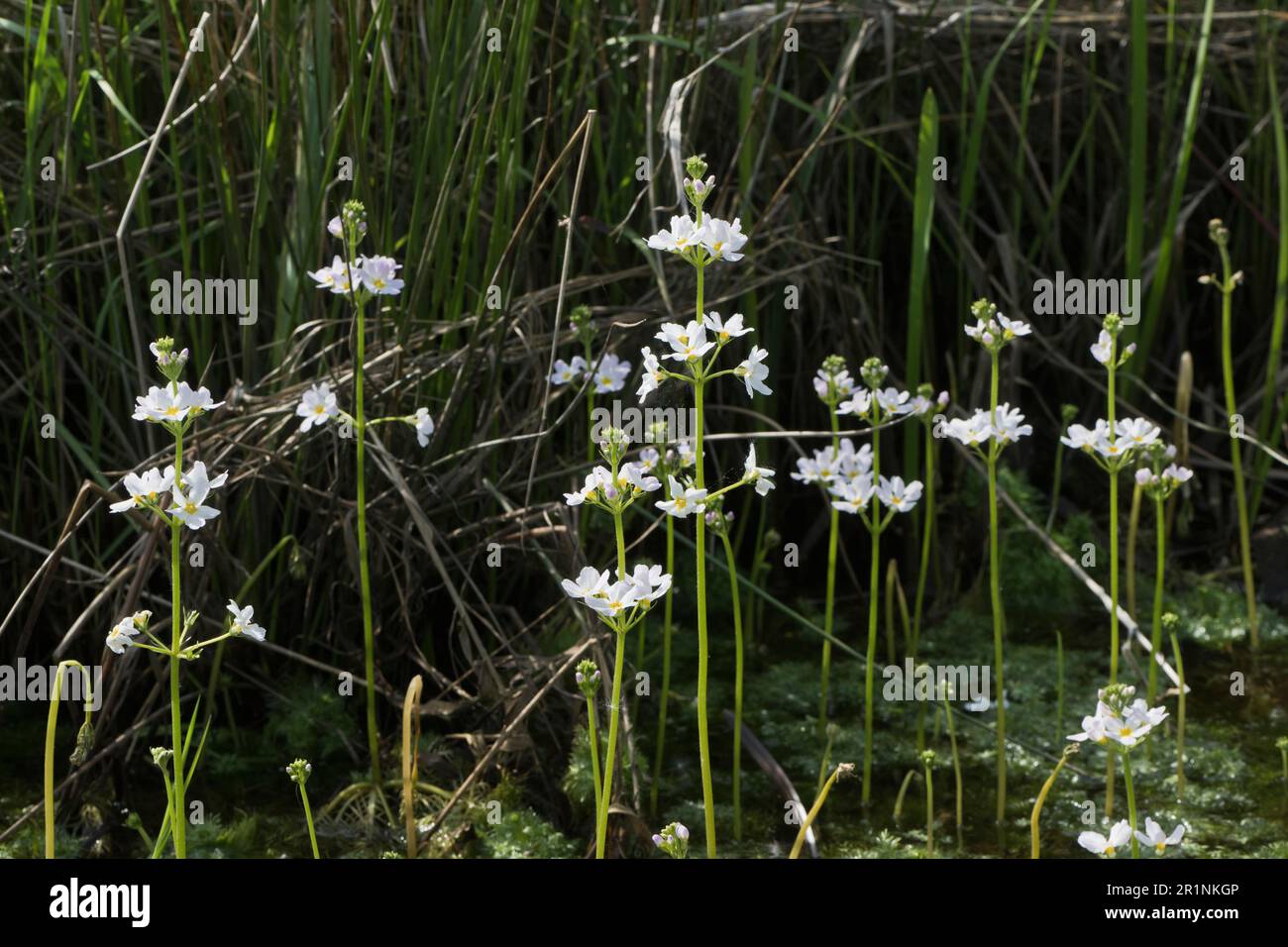 Water violet (Hottonia palustris), Bremen, Germany Stock Photo - Alamy