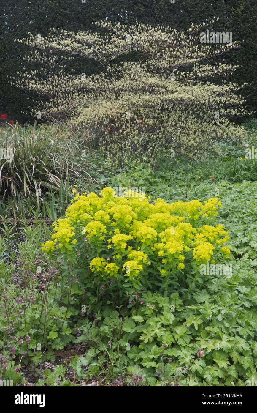 Marsh spurge (Euphorbia palustris) in front of low dogwood (Cornus ...