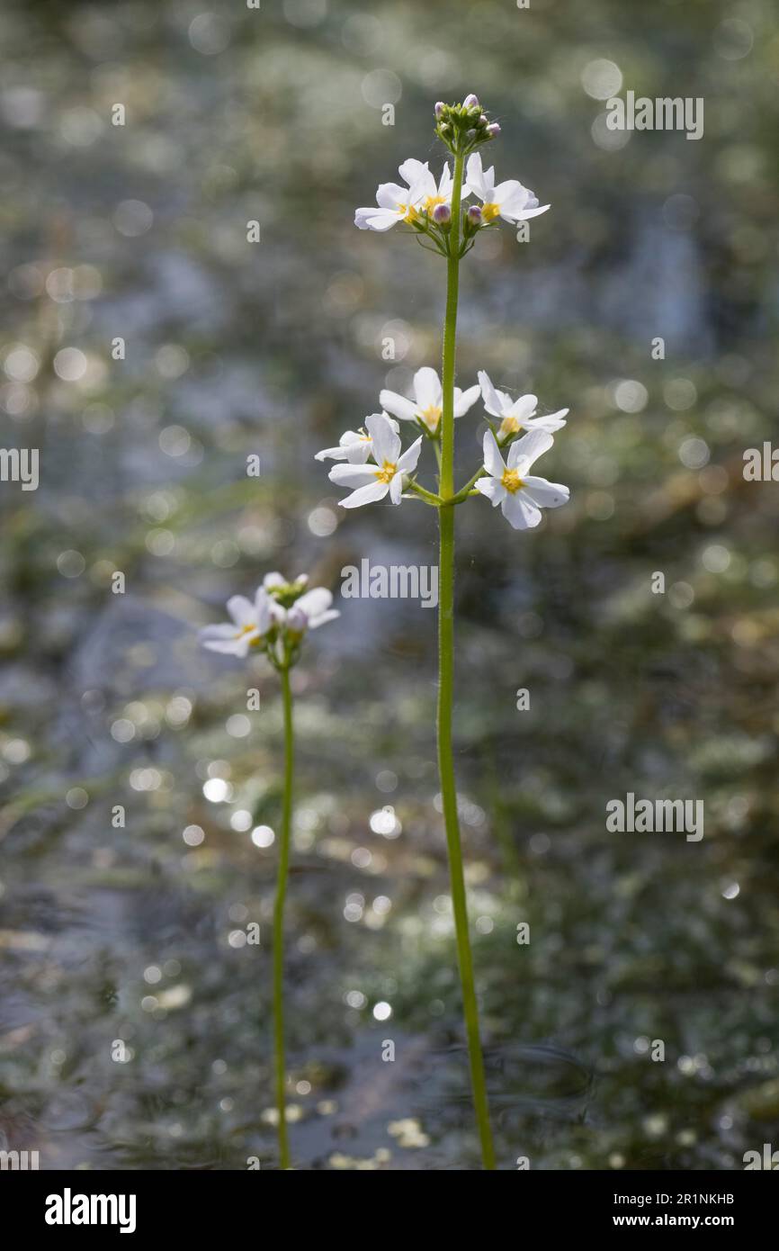 Water violet (Hottonia palustris), Bremen, Germany Stock Photo - Alamy