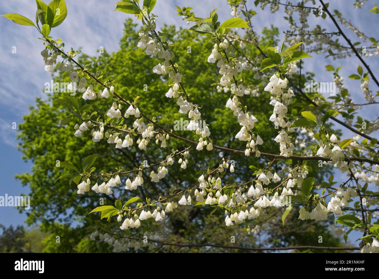 Snowdrop tree hi-res stock photography and images - Alamy