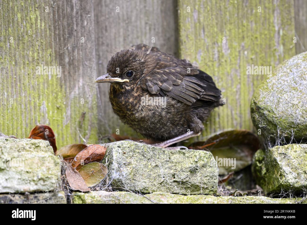 Blackbird (Turdus merula), almost fledged young bird, Texel Island ...