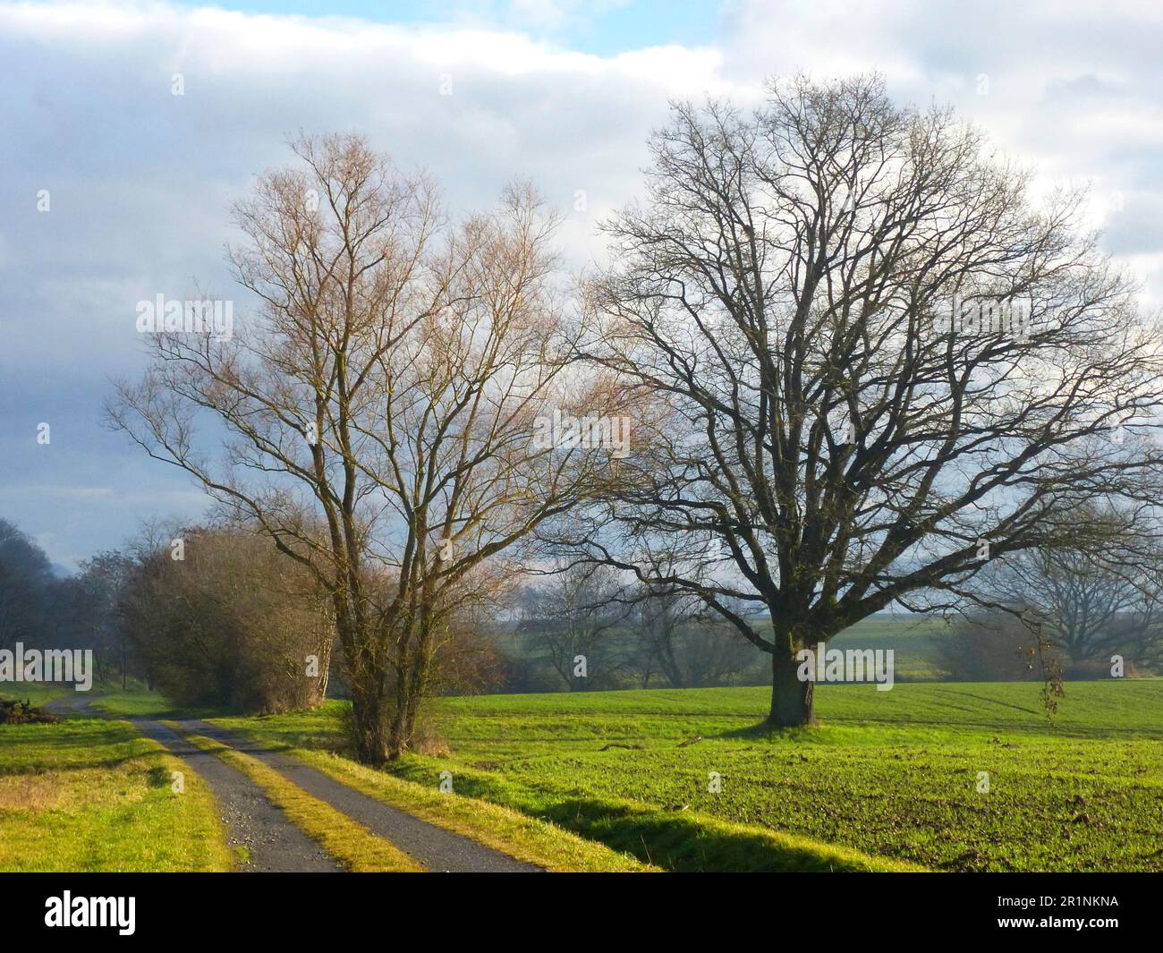 Maulbronn, Baden-Wuerttemberg, Germany. Oak tree with willow tree ...