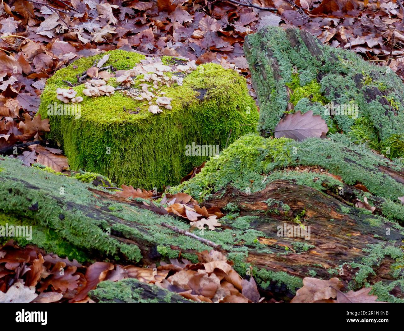 Old tree trunk overgrown with moss in deciduous forest, tree stump with ...
