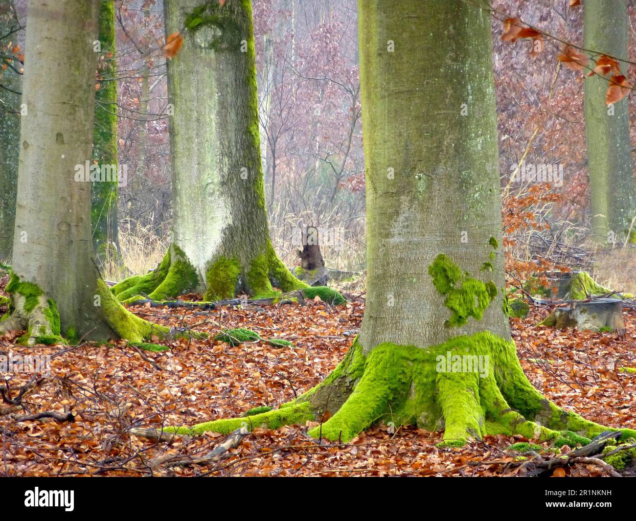 Beech trees, beech trunks Stock Photo - Alamy
