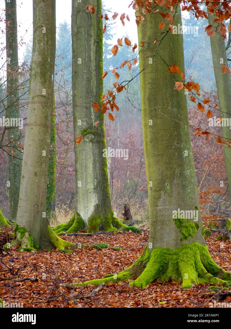 Maulbronn deciduous forest in winter, beech trees, beech trunks Stock ...