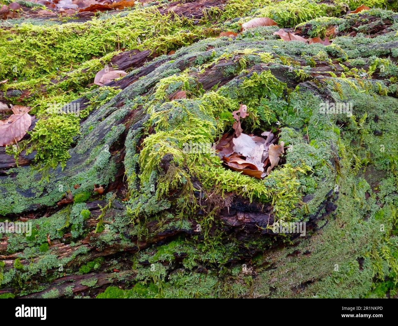 Tree trunk deciduous forest hi-res stock photography and images - Alamy