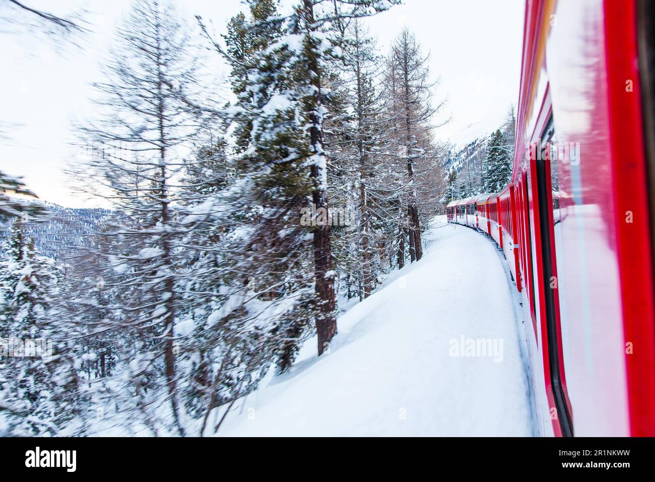 The famous Bernina red train, Unesco monument, in the middle of a ...