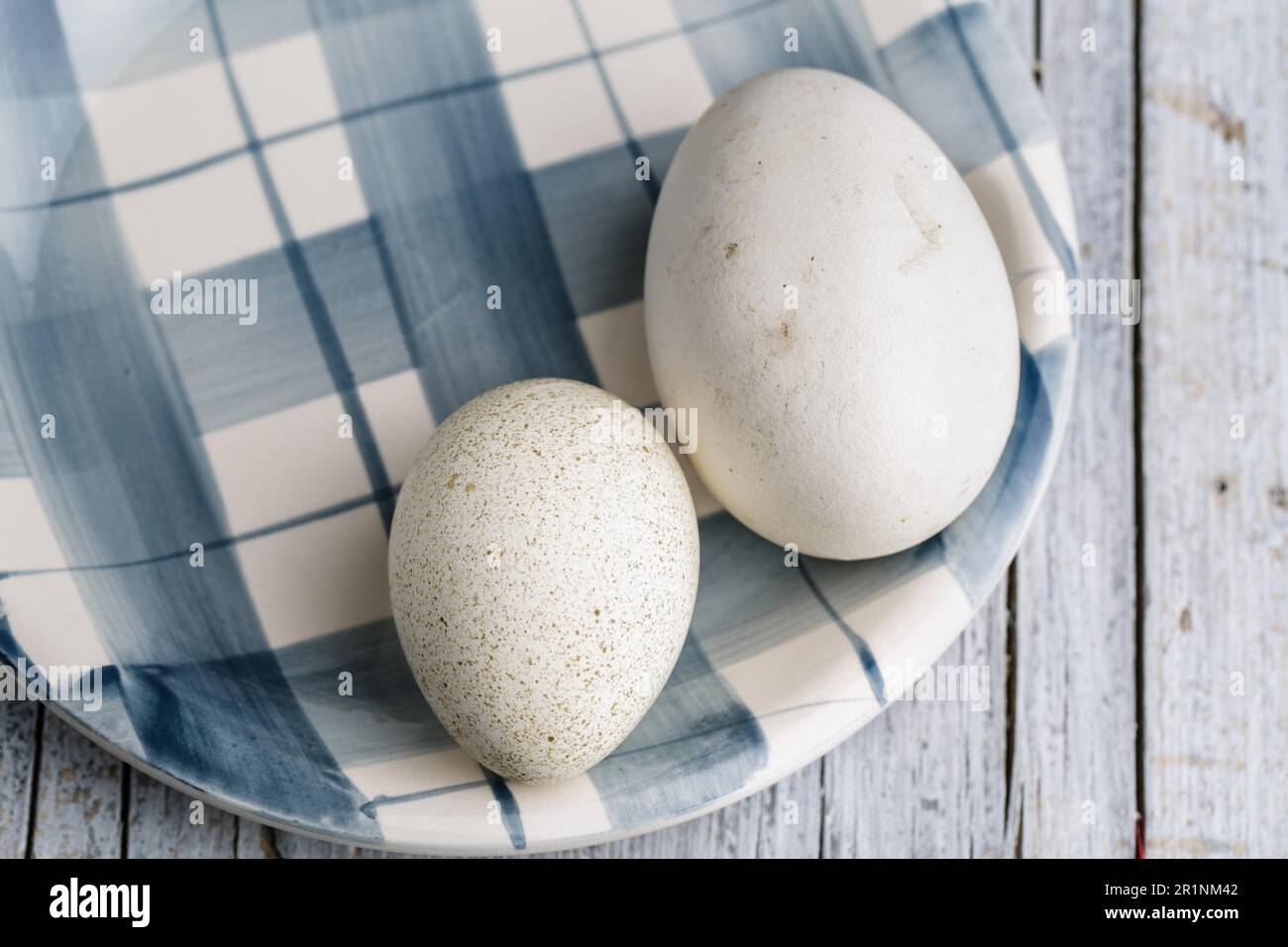 Duck goose egg hi-res stock photography and images - Alamy