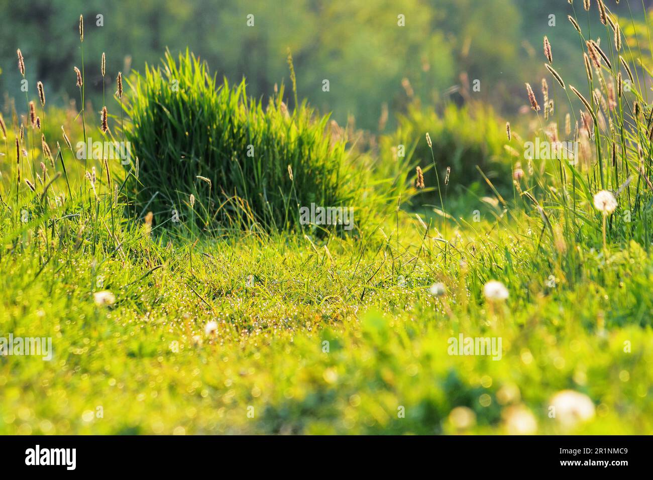 Wallpaper grass hi-res stock photography and images - Alamy